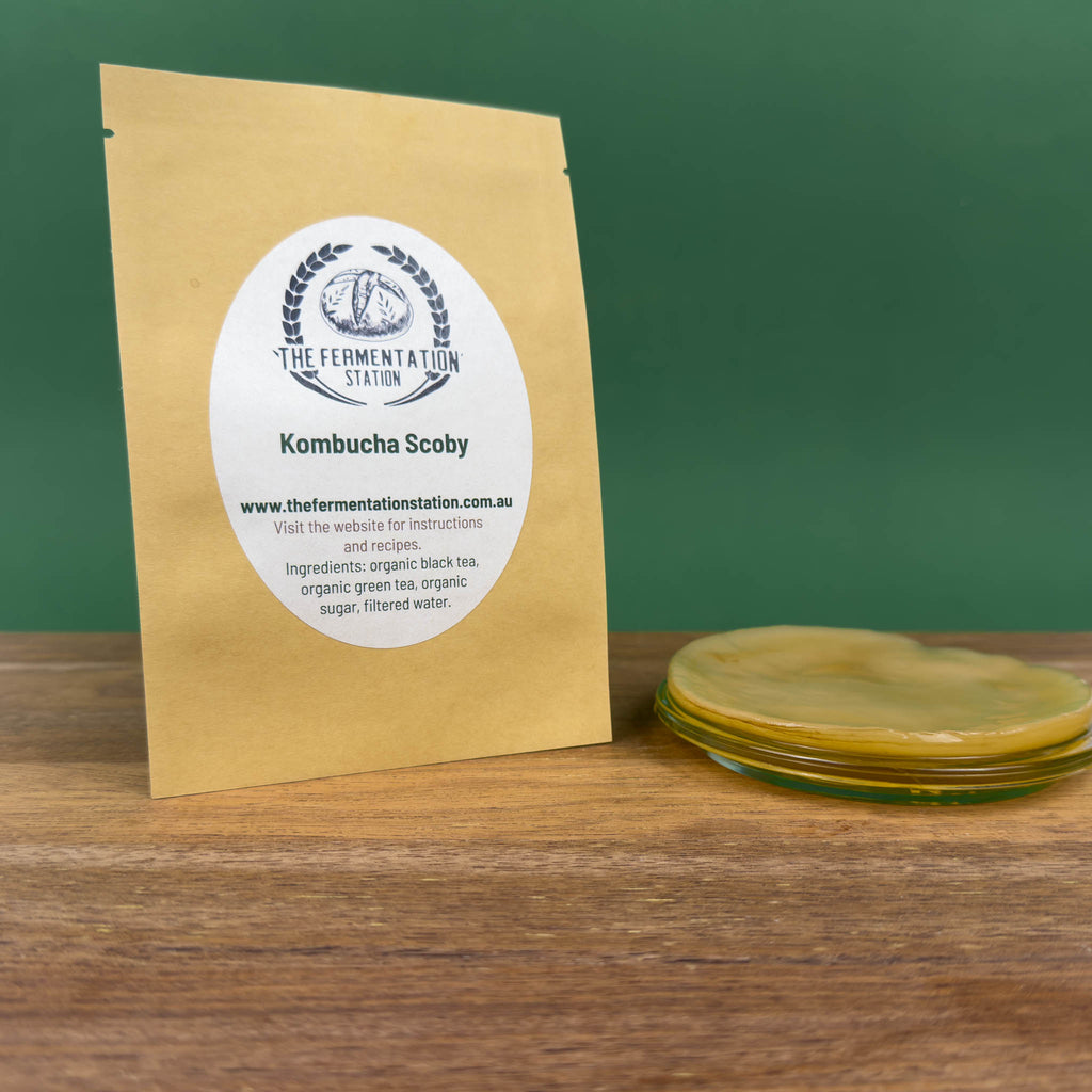 Kombucha Scoby – The Fermentation Station